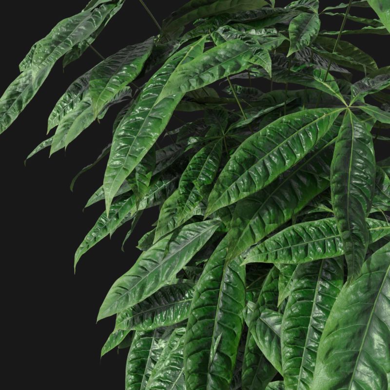 Lucky Chestnut (v3) – VIZPLANTS