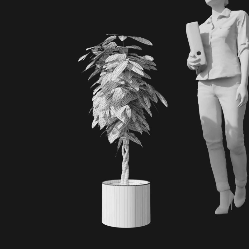 Lucky Chestnut (v3) – VIZPLANTS