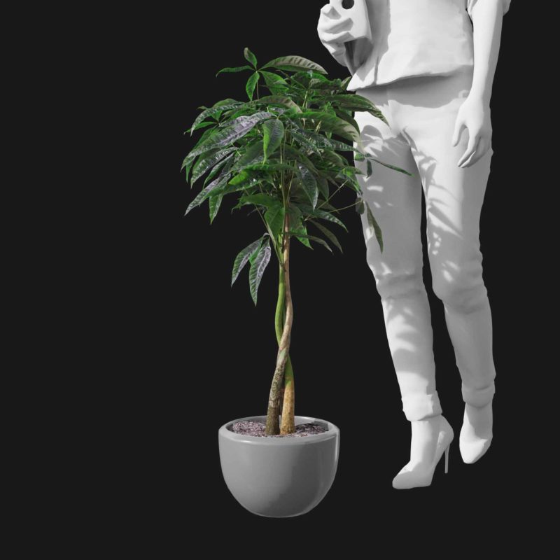 Lucky Chestnut (v4) – VIZPLANTS