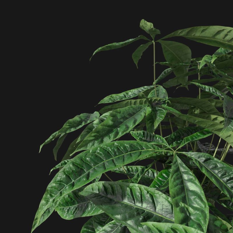 Lucky Chestnut (v4) – VIZPLANTS
