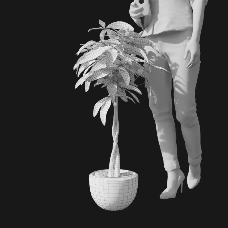 Lucky Chestnut (v4) – VIZPLANTS