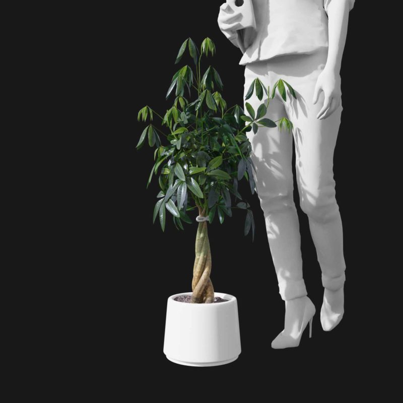 Lucky Chestnut (v5) – VIZPLANTS
