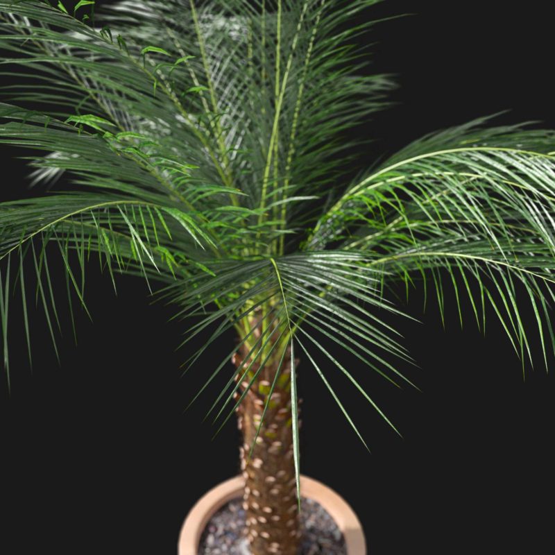 Phoenix Palm (v2) – VIZPLANTS