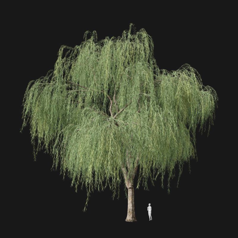 Weeping Willow (v4) – VIZPLANTS