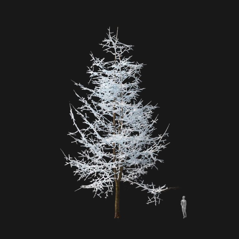 Ginkgo Winter (v9) – VIZPLANTS