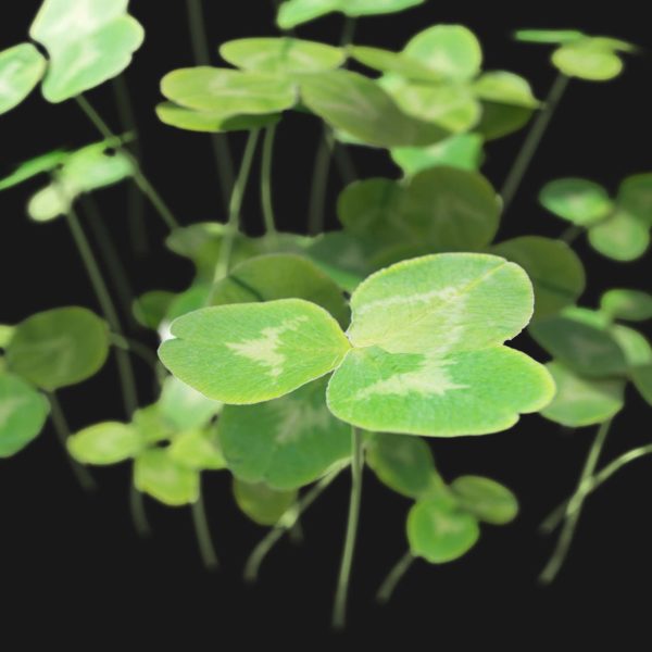 Clover (v3) – VIZPLANTS