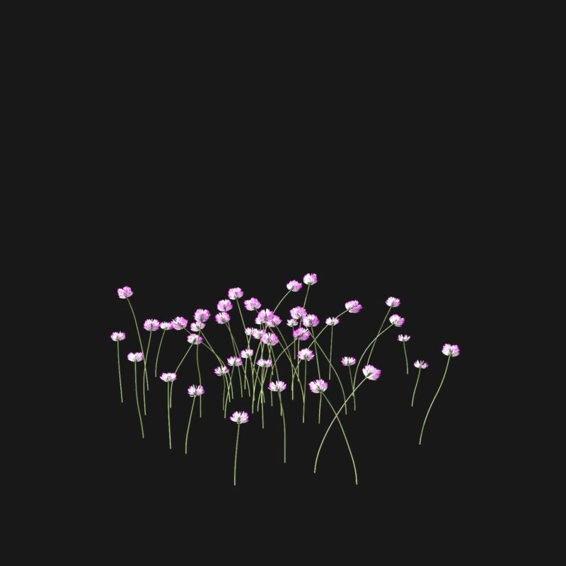 Flowers – VIZPLANTS
